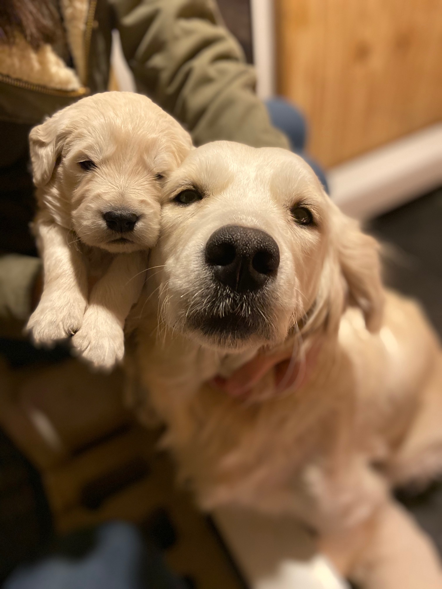 The Golden Family Retrievers The Golden Family Retrievers